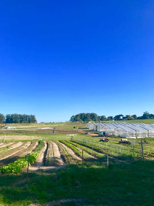 The Farm – Cruz del Sur Farm